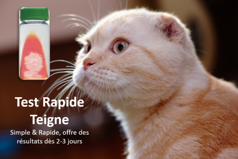 La teigne chez le chat et le chien : quel traitement ? - Le Blog