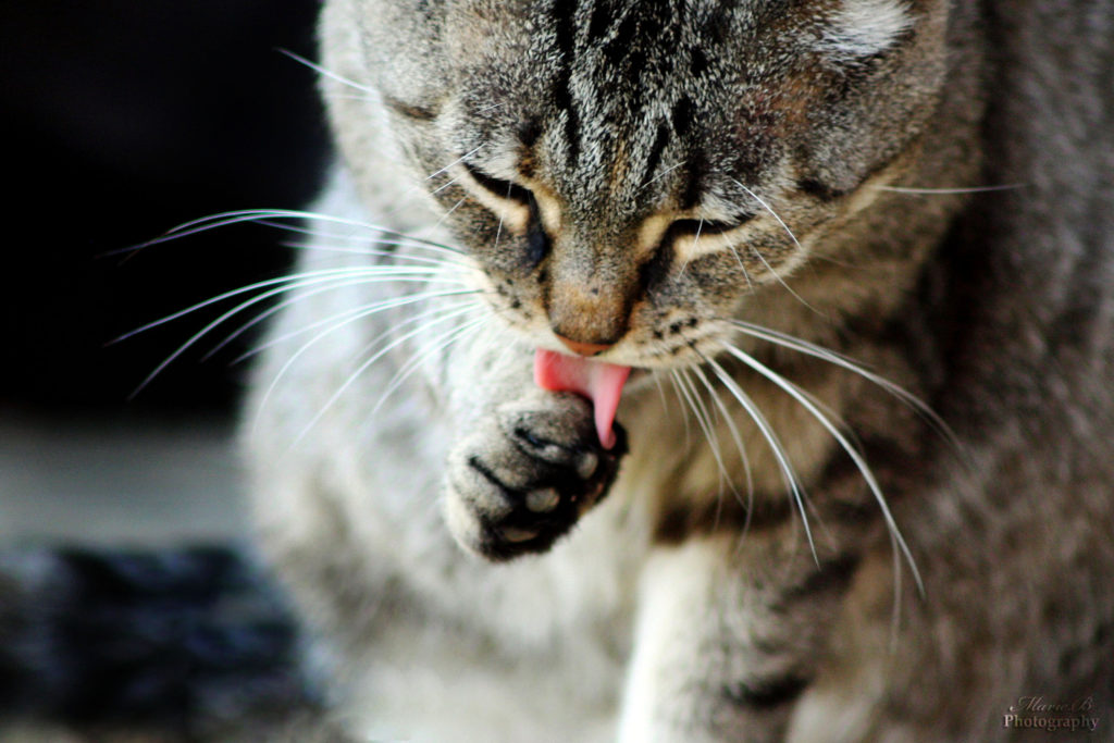 Connaissez-vous la maladie des griffes du chat ? - Le Blog