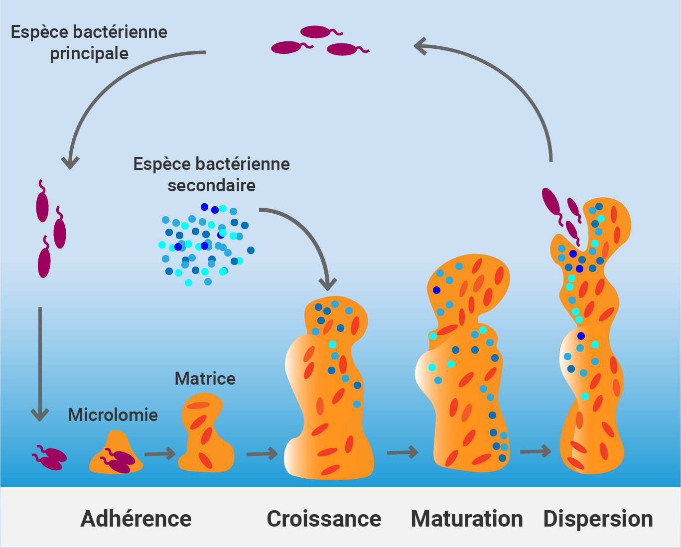 Biofilm bactérien : son intérêt en élevage - Le Blog